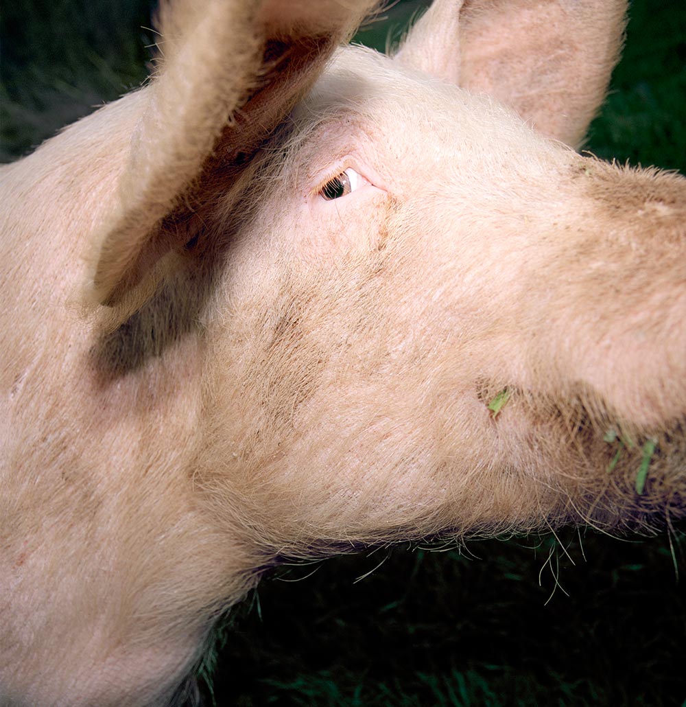 Stratos Kalafatis “The pig and other stories" - The Greek Foundation