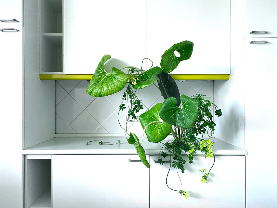 The liquid portraits of Nikos Gyftakis - The Greek Foundation