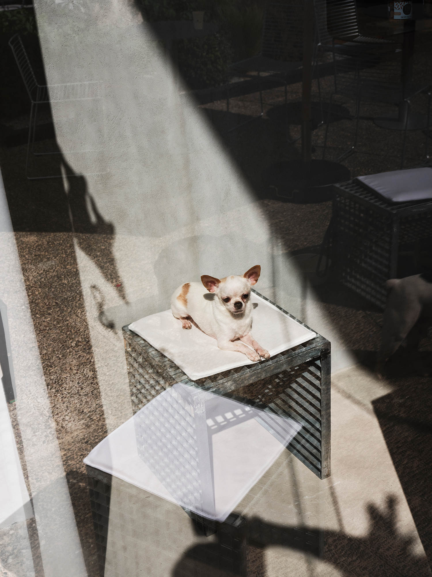 Pets and Cups by Michail Architects redefines the pet shop as a social ...
